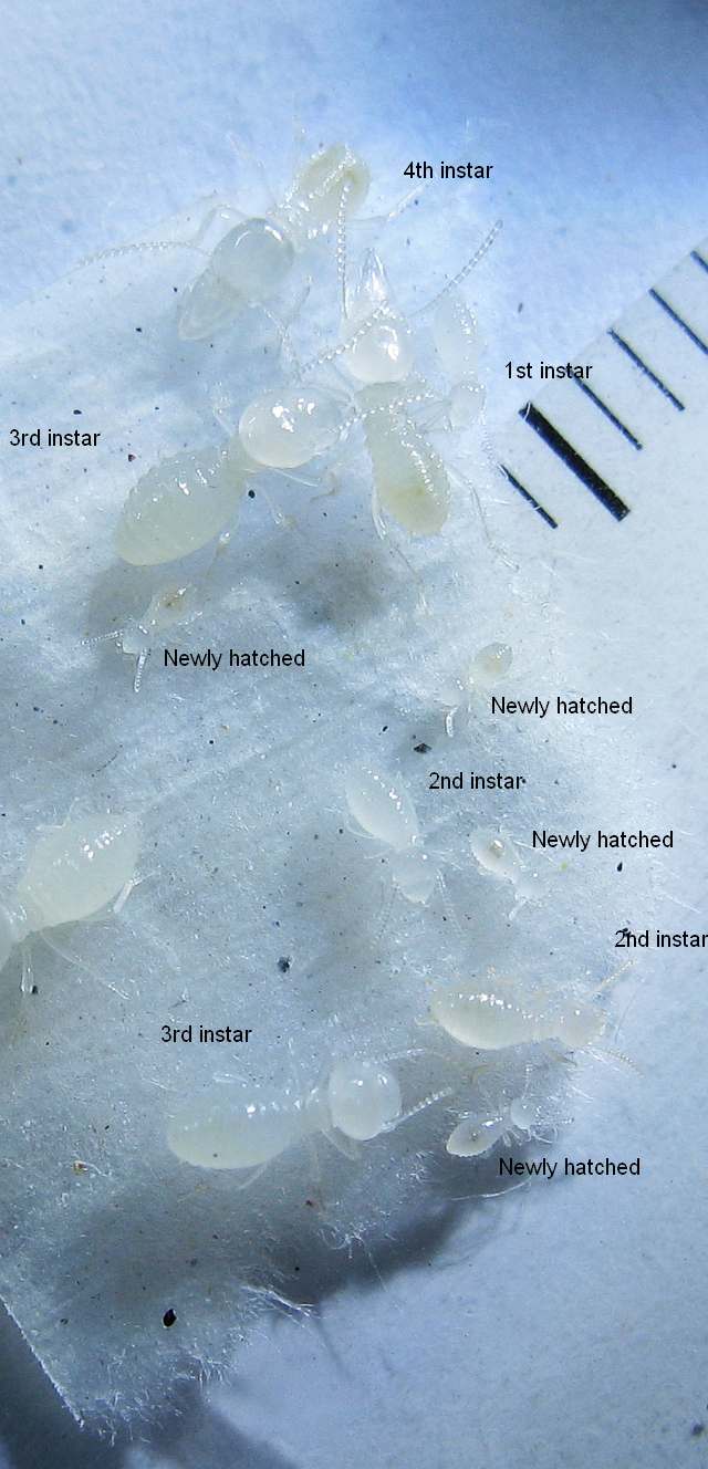 Photos and Info on Ants and Termites of Malaysia: Macrotermes Gilvus