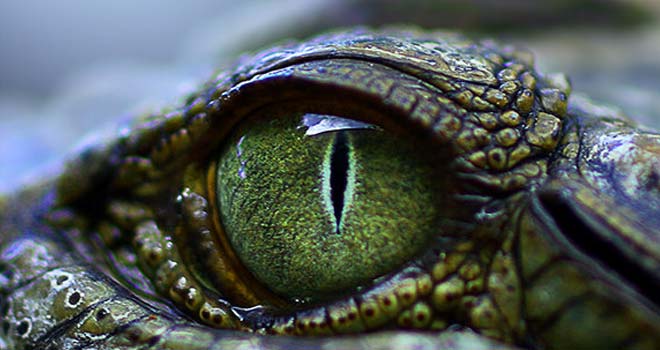 Pictures Of Beauty: 20 Impressive Animal Macro Photography