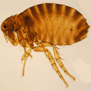 PULGAS QUE AFECTAN ESPECIES DE INTERÉS ZOOTECNICO: PULGAS QUE AFECTAN ...