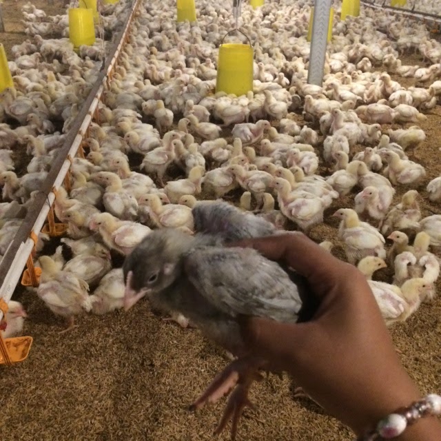 PETERNAKAN SAMPAI MATI: MACAM - MACAM JENIS (STRAIN) AYAM BROILER ...