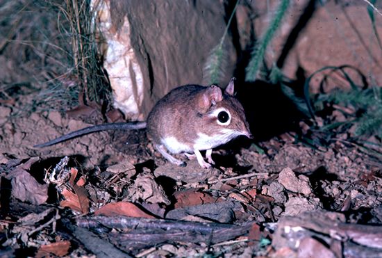 Round 'n' Cute: The taming of the sengi