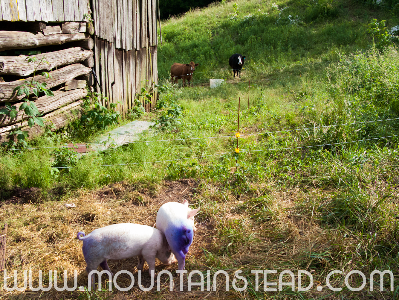 mountainsteading in rural appalachia: pig blue butt + our current ...