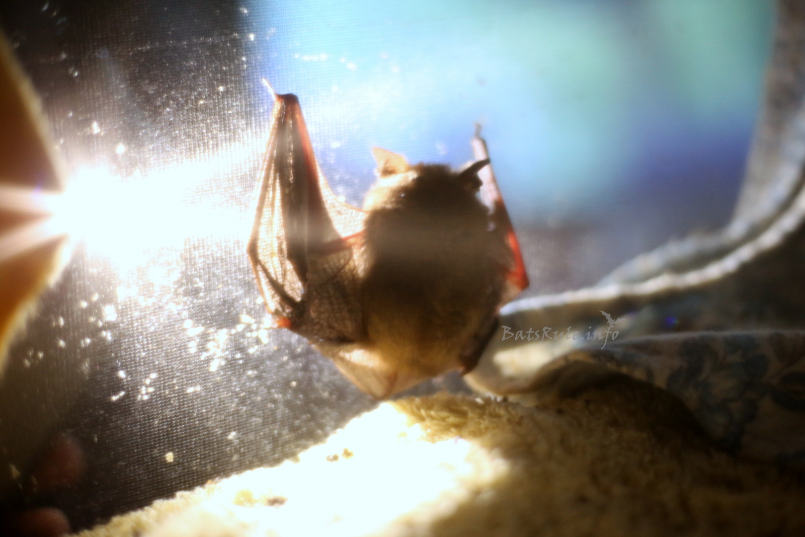 Rehab | Microbat in care