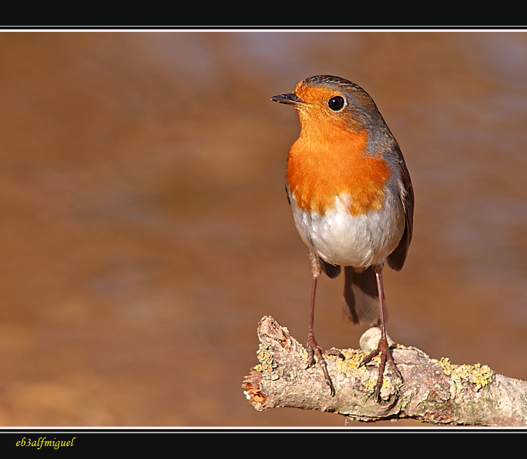 Miguel fotografia: Petirrojo europeo (Erithacus rubecula)