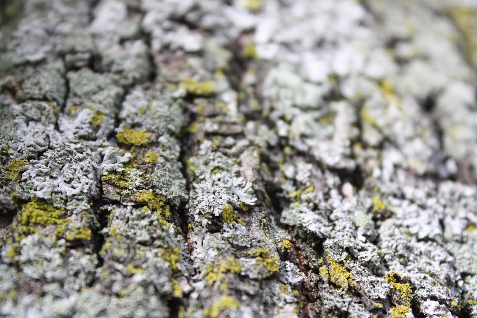 Ms. Jahoda Slick Photography : The four Art forms