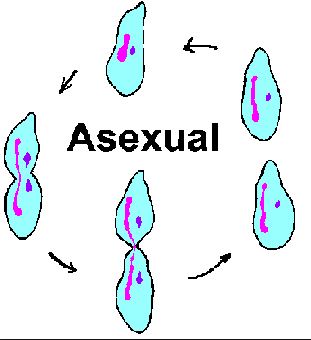Definition : Asexual Reproduction |Genetic Engineering Info