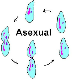 How do Cells Multiply – Clare's Blog