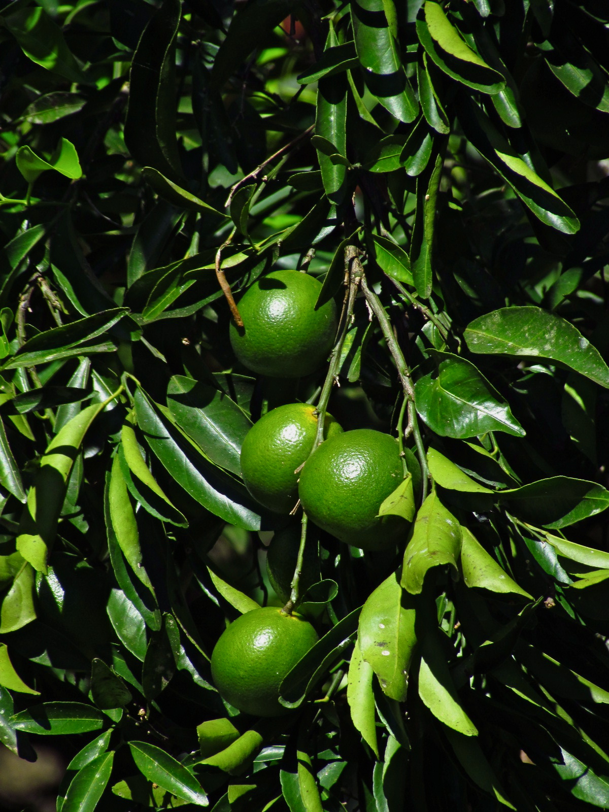 1784: Dalandan Season