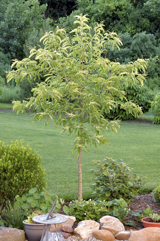Plant Inventory at 20 Timothy : Oxydendrum arboreum / Sourwood, Sorrel Tree