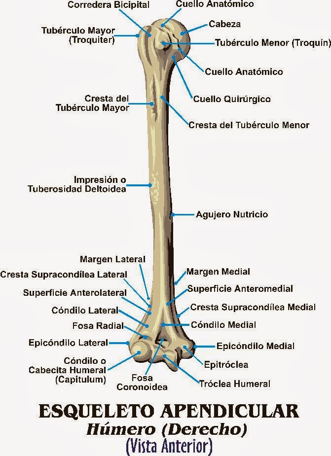 TEORICO DE MASAJE: 9 oct 2013