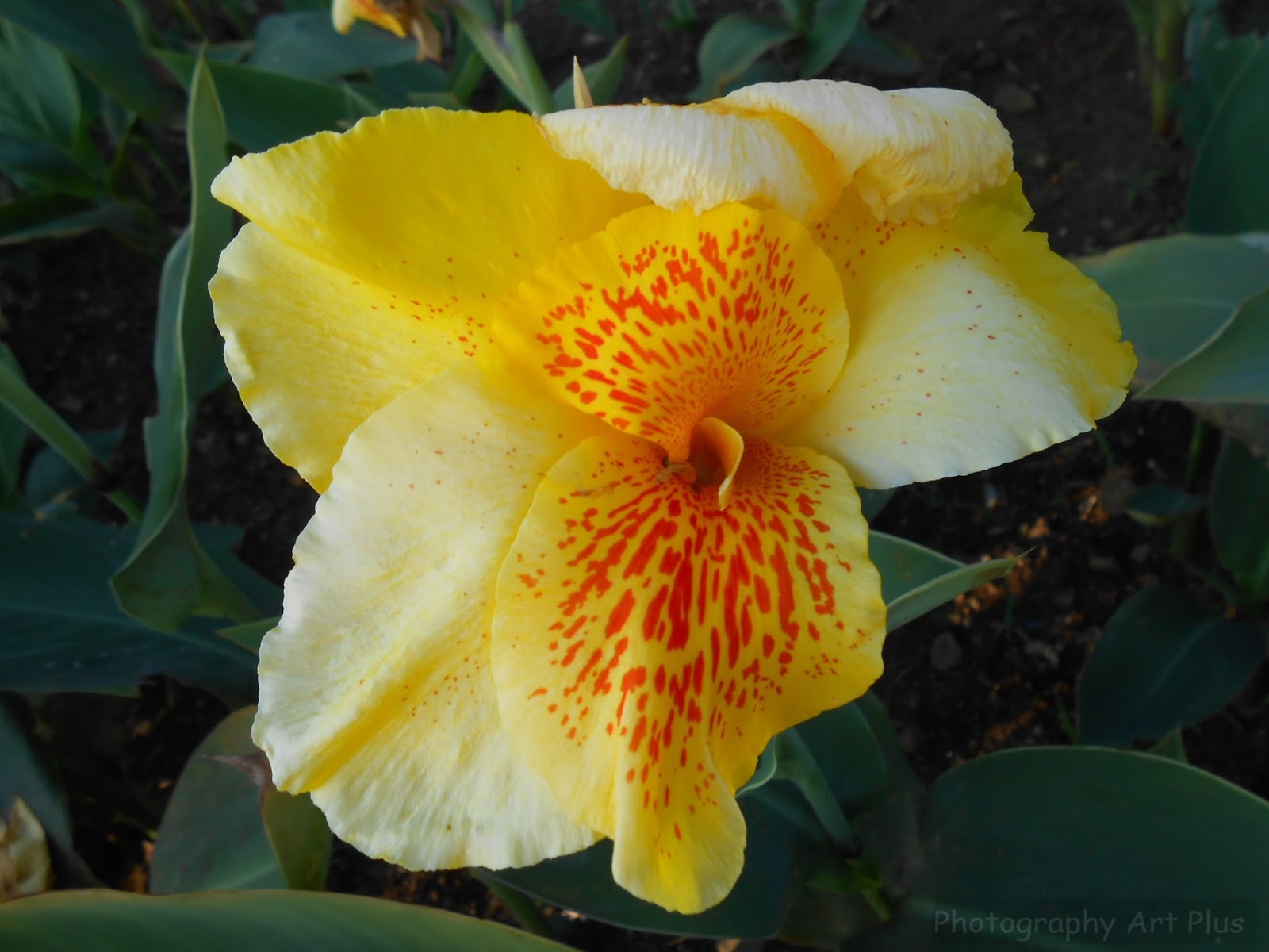 Flores Mexico: Planta de Canna India...