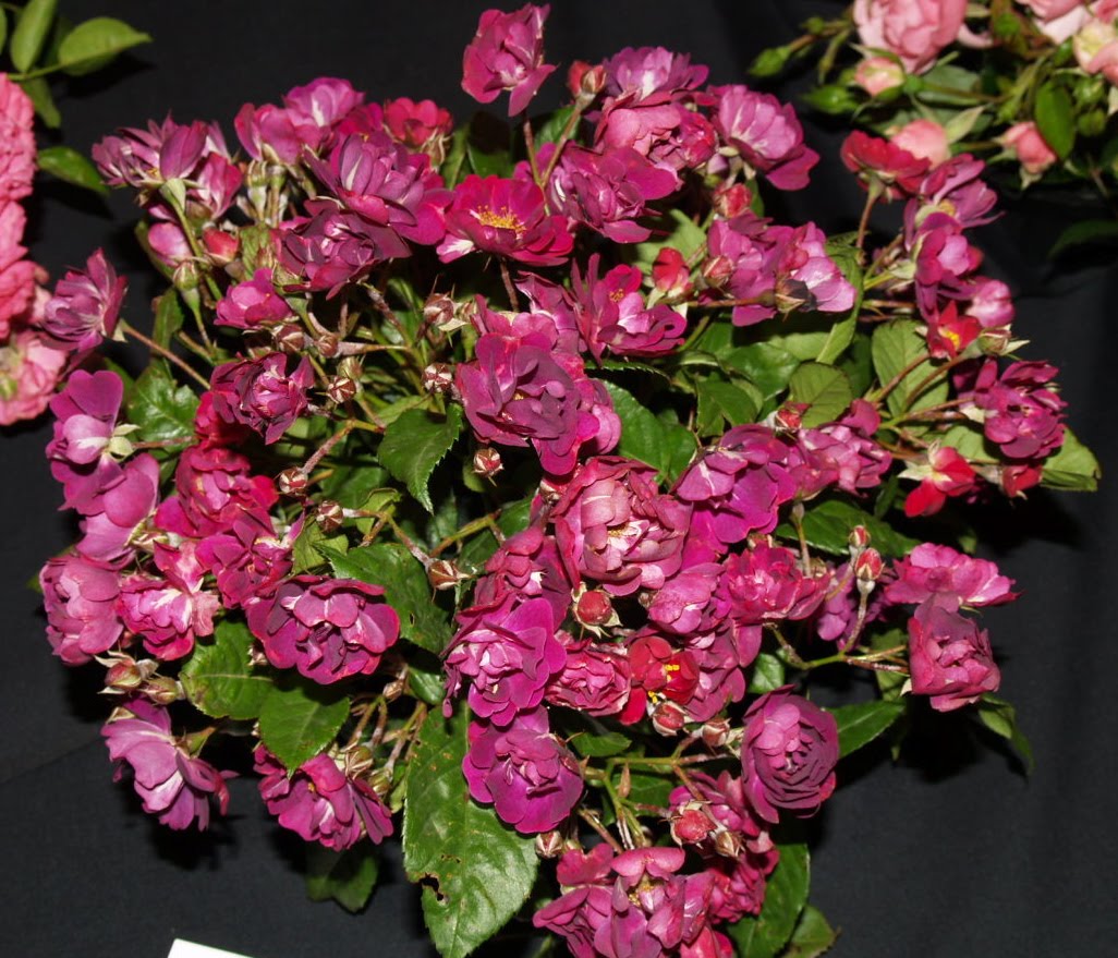 Florez Nursery: Burgundy 'Iceberg' Rose