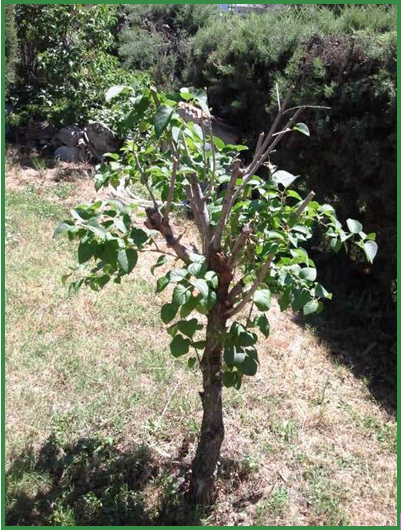 Un Jardín en la Sierra de Madrid: El Lilo