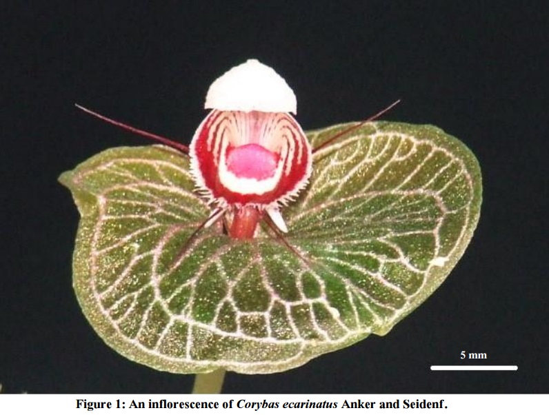 Species New to Science: [Botany • 2000] Corybas ecarinatus | เอื้อง ...