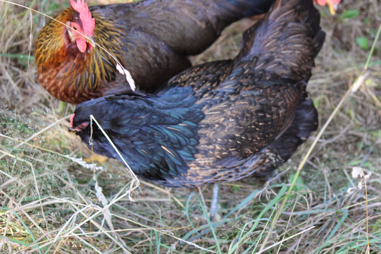 Raising Chickens: Spider's Progress