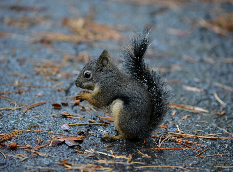 the cozy birdhouse: 2014