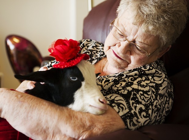 Abstracts from the Goat Farm: Therapy Goat (in training)