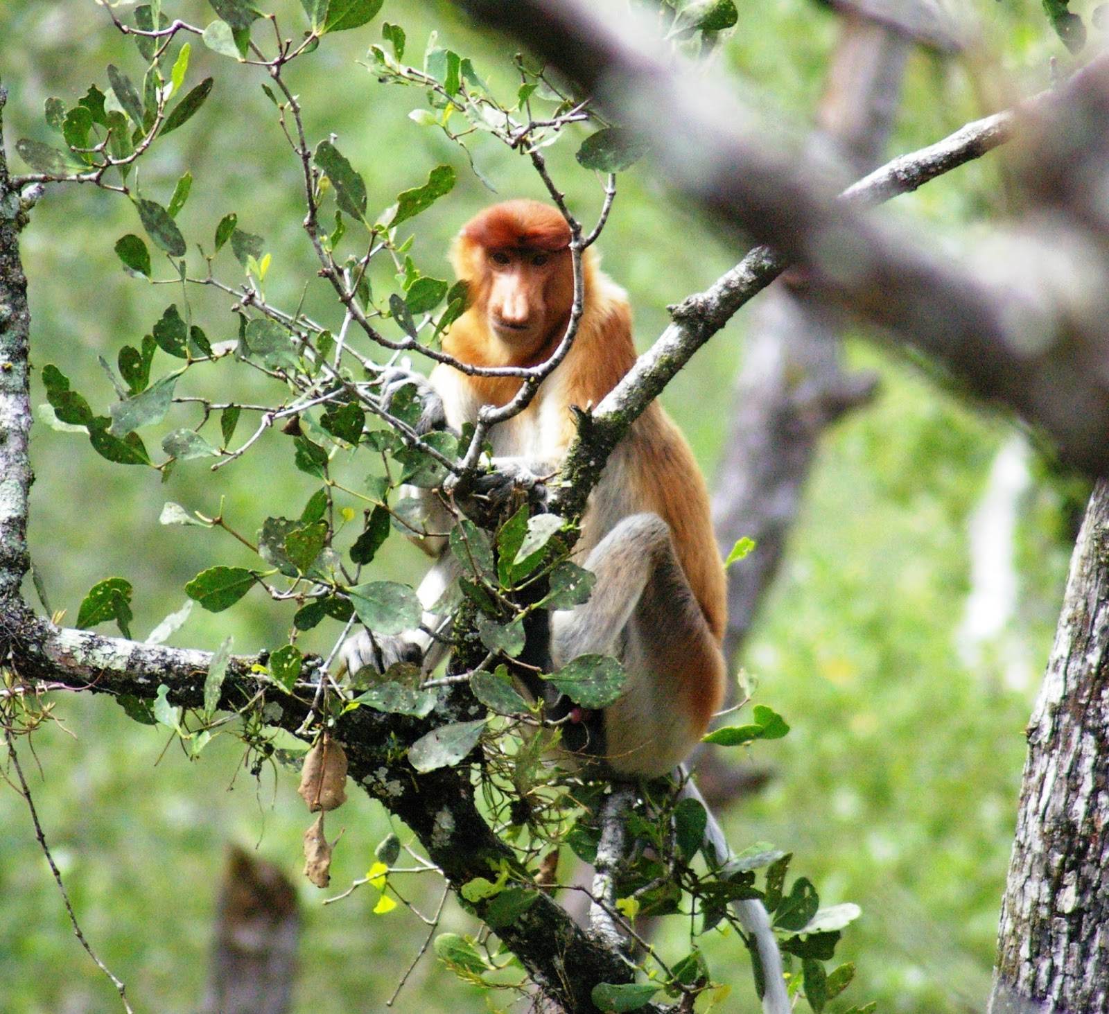Parrots, Paddling, and Ponderings: Remembering my primate encounters as ...