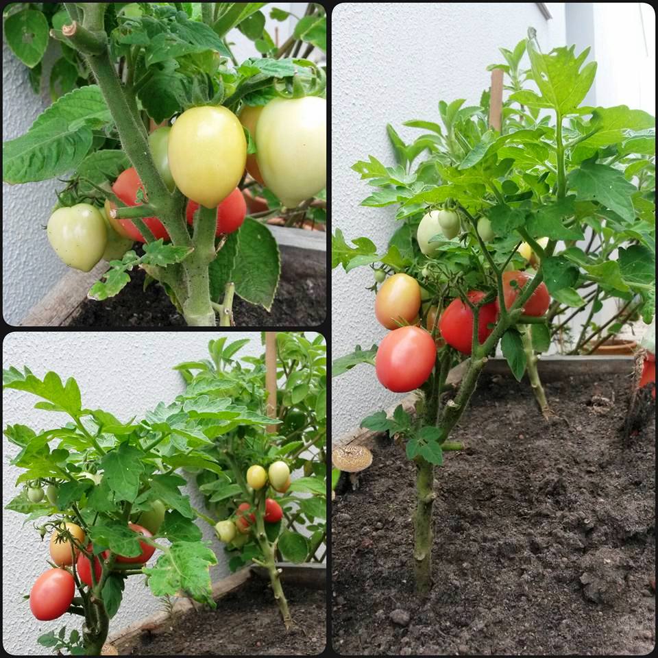 Horta Urbana: Cultivo de Tomate 1ª Parte: Preparando mudas saudáveis