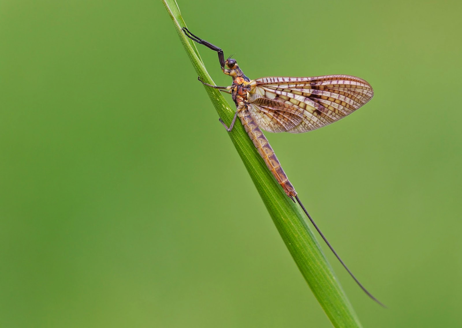 Bobs Butterfly and Bird Blog: Mayfly Magic.