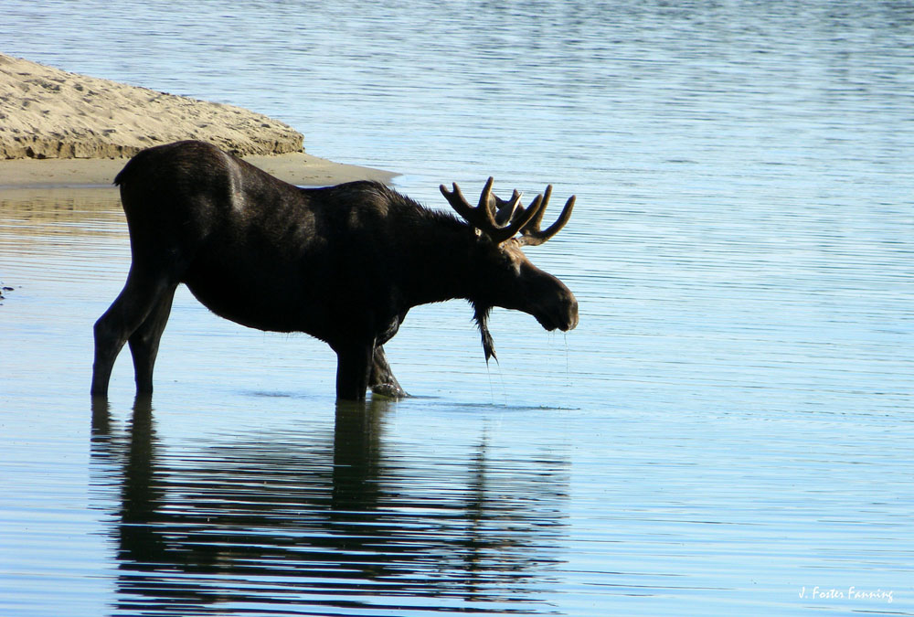 The Okanogan Highlands: Wildlife of the Okanogan Highlands