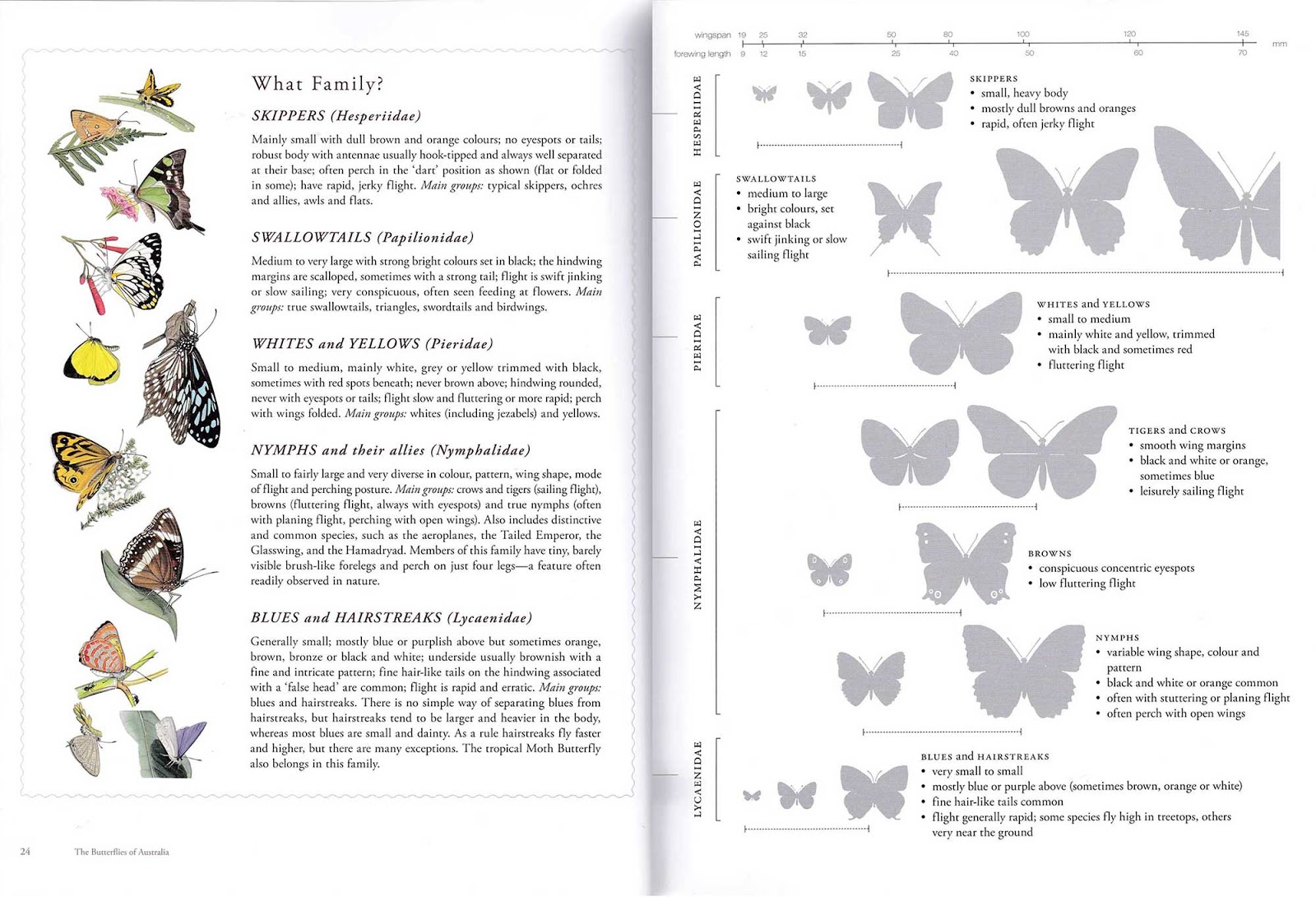 Butterflies of Singapore: Butterflies of Australia