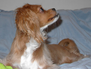 Chi-Spaniel: Cocker Spaniel / Chihuahua Mix