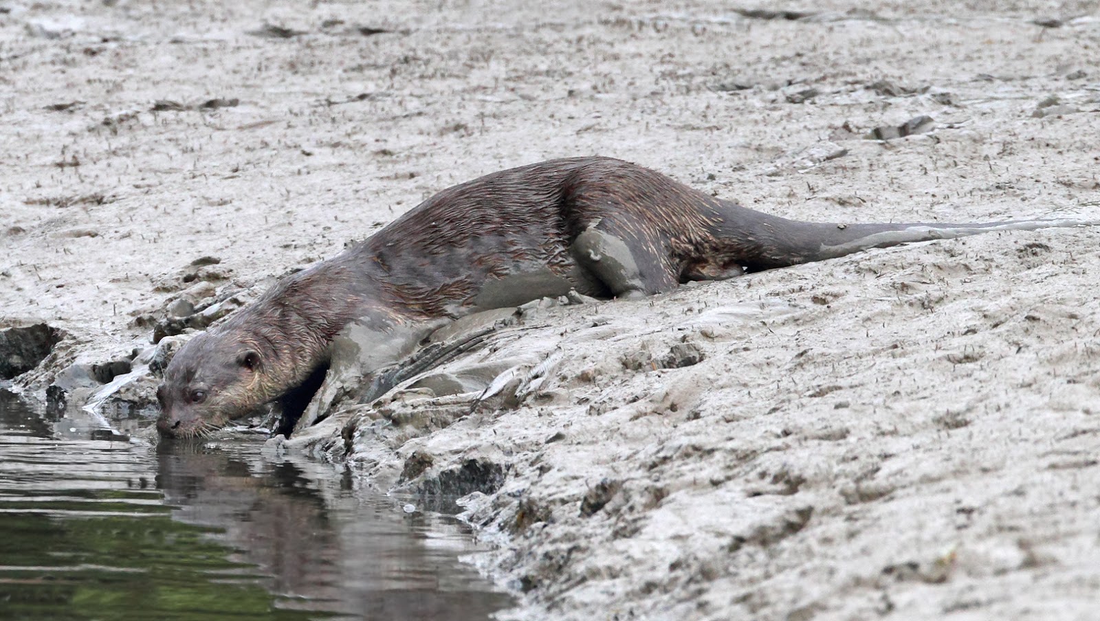 Smooth-coated Otters