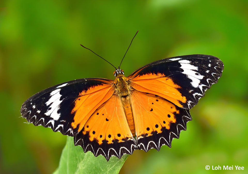 Butterflies of Singapore: Butterfly Photography 101 - Part 7