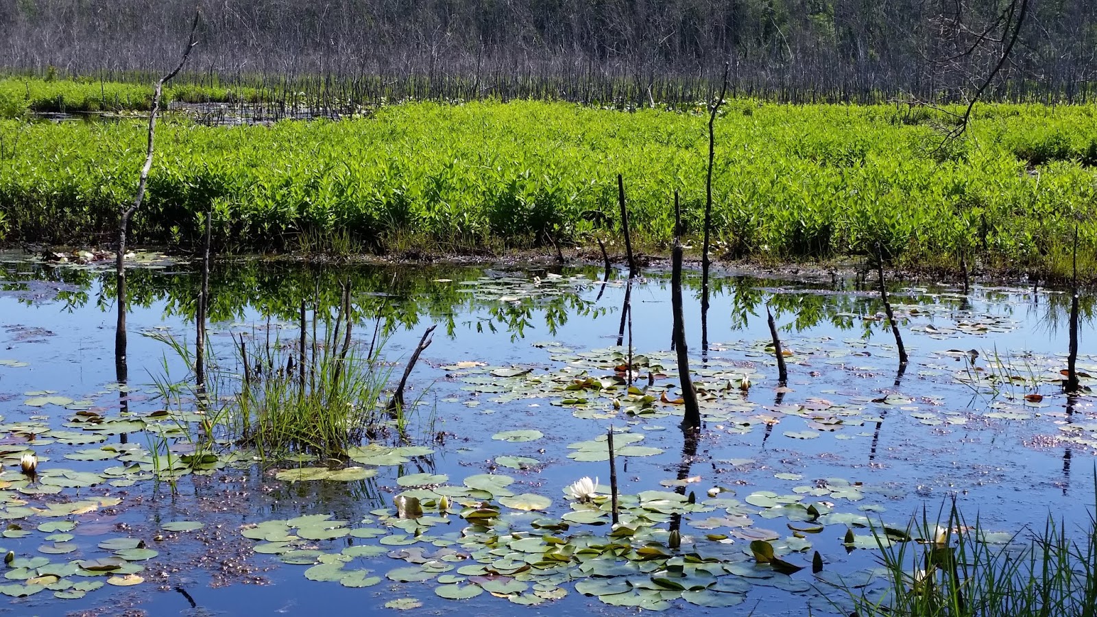 Guided Hike of the Black Run Preserve by the Friends of the Black Run ...
