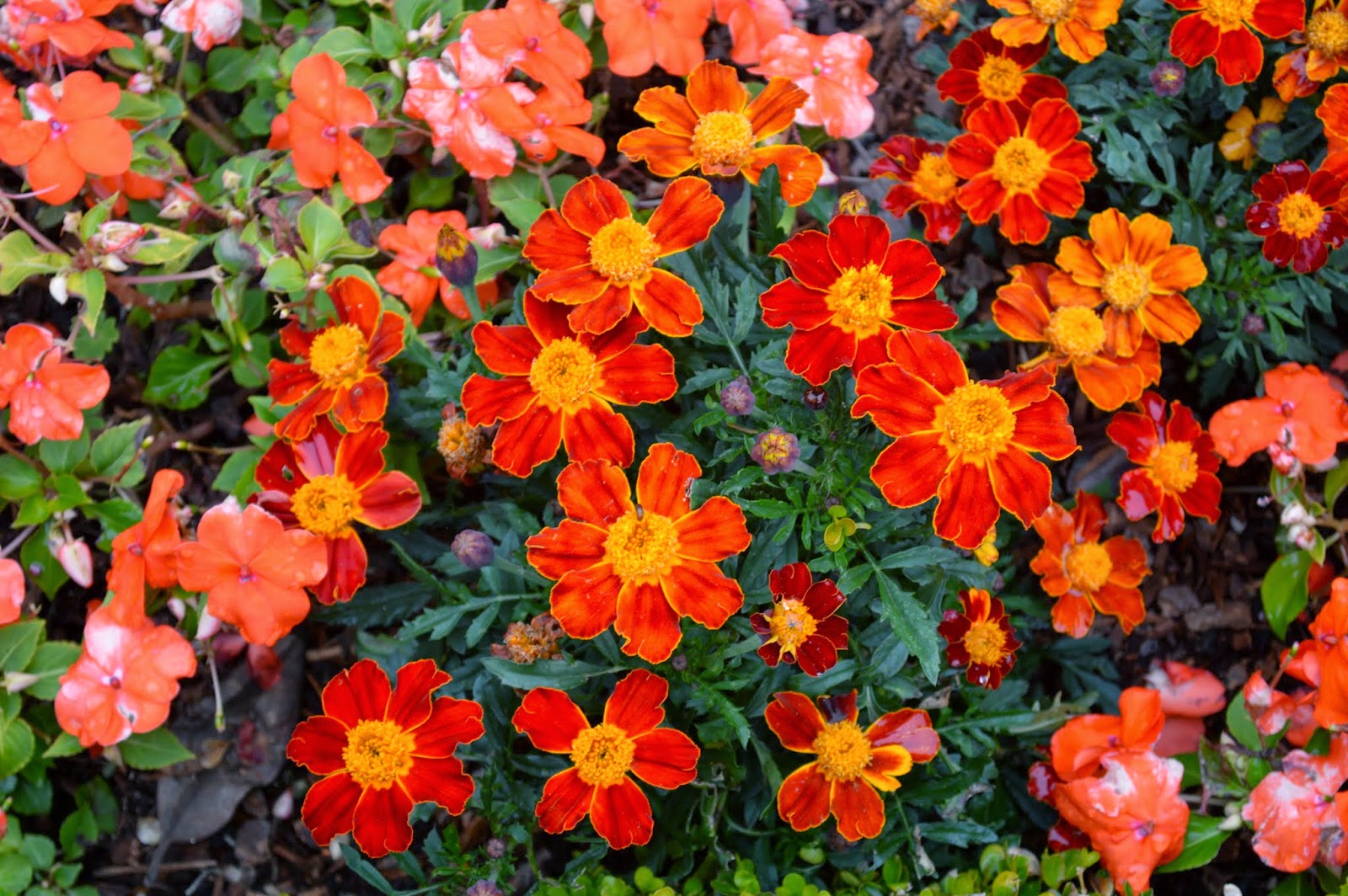 The Pless People: Sunset Beach Botanical Gardens