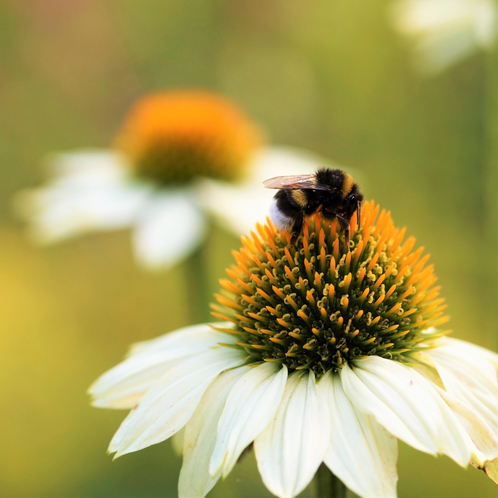 Fra frø til blomst: Nye hvide stauder