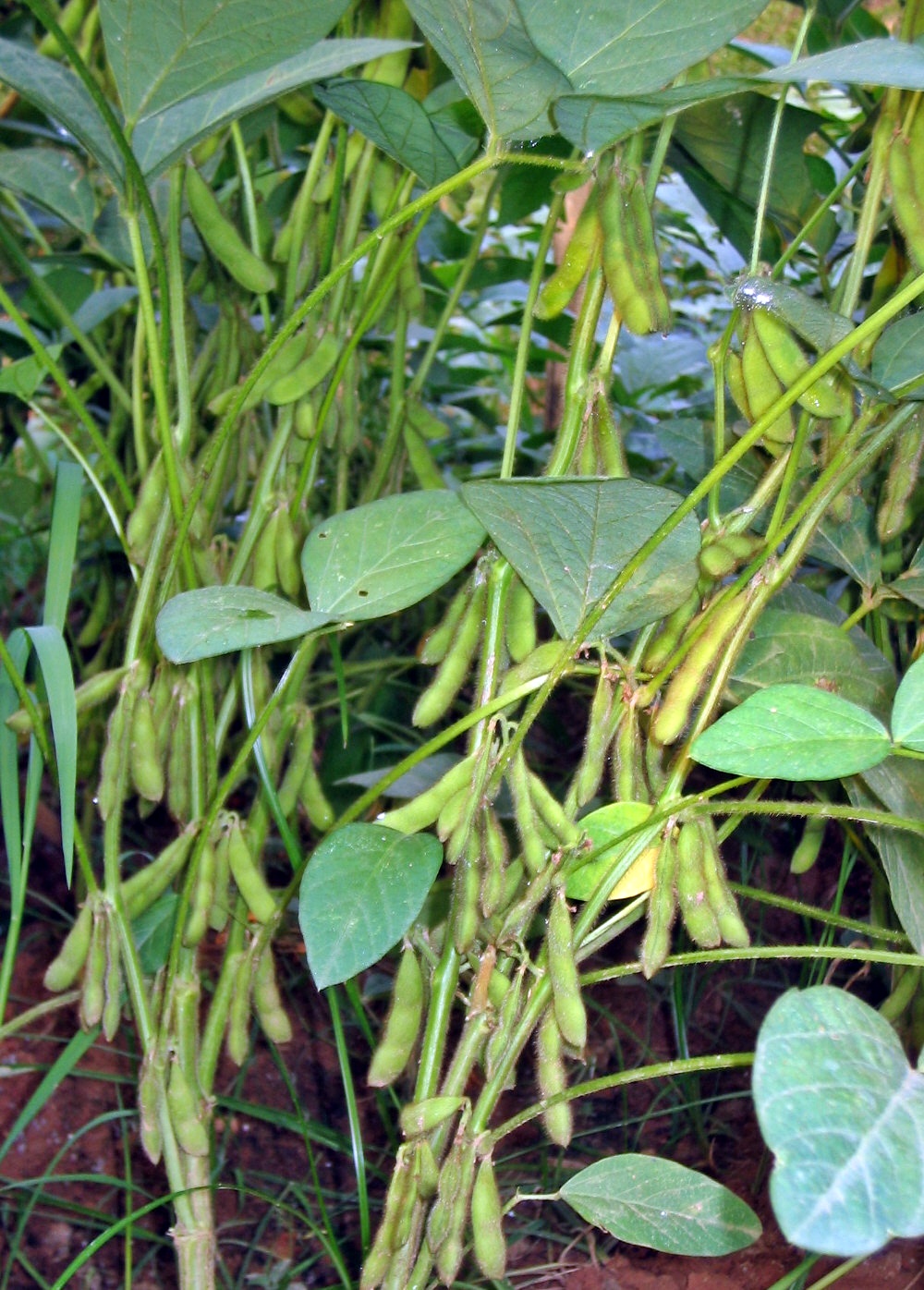 MENGENAL HAMA TANAMAN: Budidaya tanaman kedelai