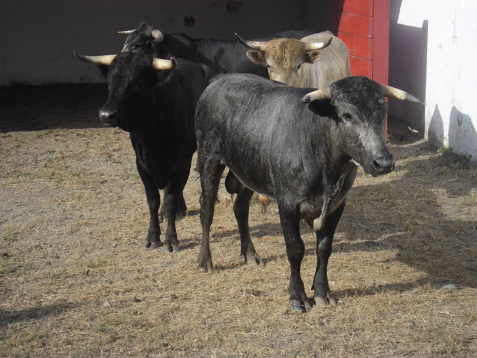 Ferias de San José: En los corrales de la maestranza los novillos de ...