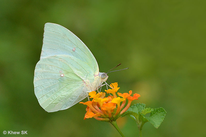 Butterflies of Singapore: Random Gallery - The Lemon Emigrant