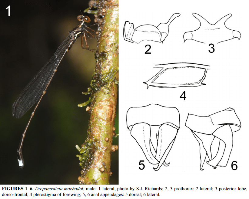 Species New to Science: [Entomology • 2014] Drepanosticta machadoi • A ...