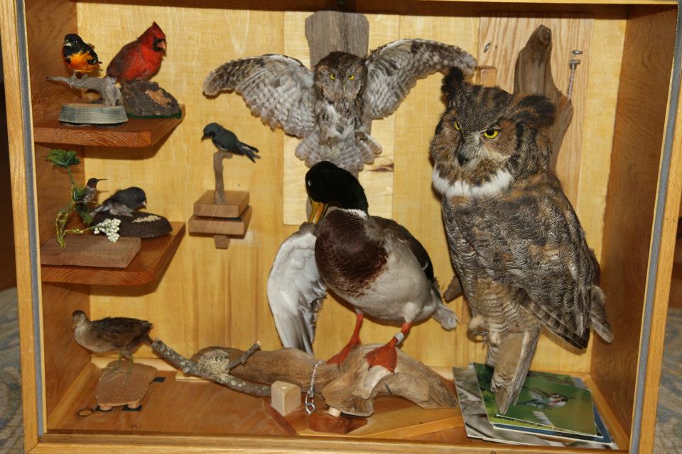 Class XI Biology: Chapter 1: Living organisms