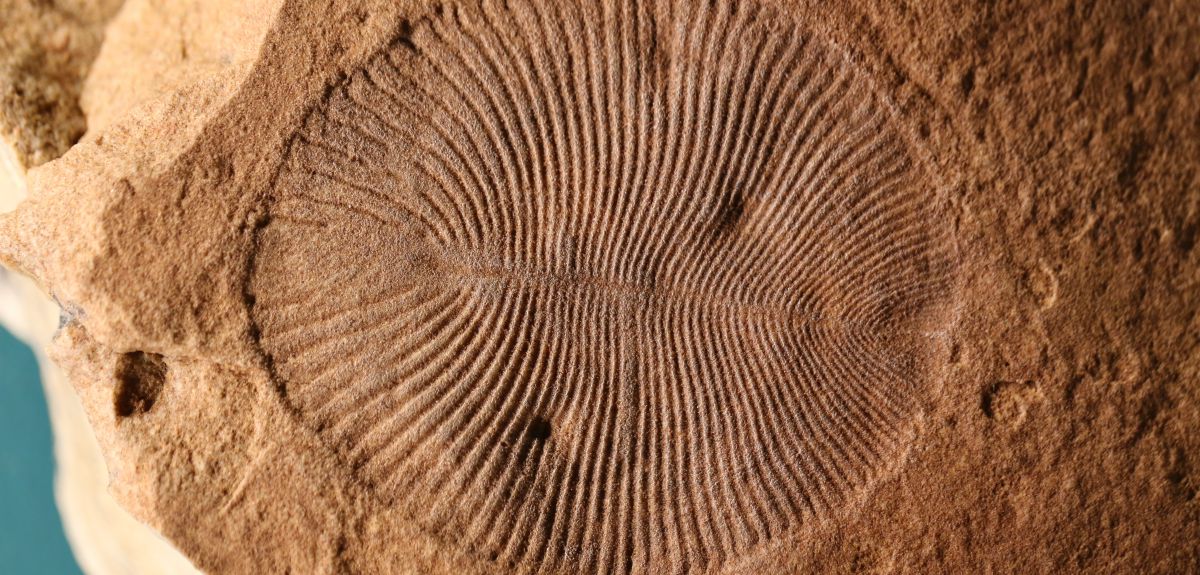 'Mysterious' ancient fossil was definitely an animal, research confirms