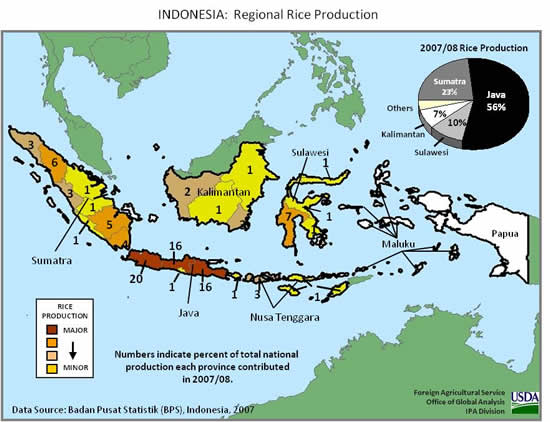 World rices: Cultivating rice in Indonesia
