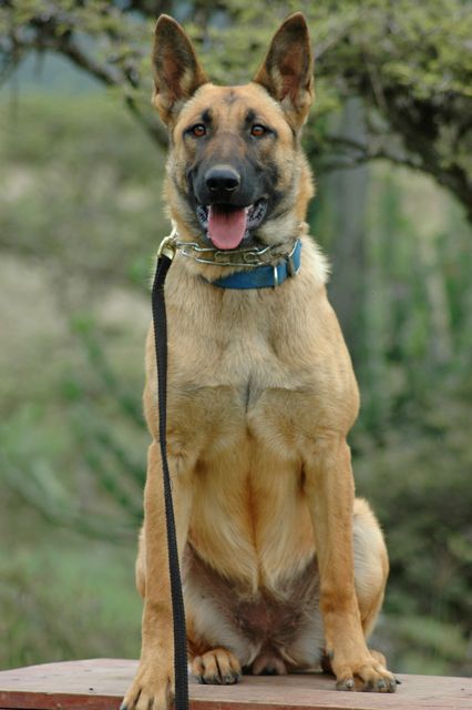 RIDGEBACK K9: RIDGEBACK AFRICA K9 TEAM