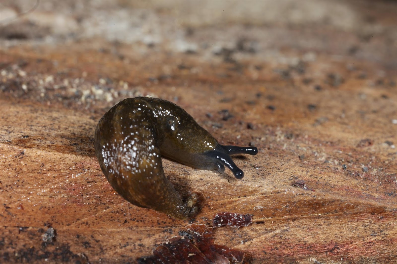 JaredDavidsonPhotography: Slug photographs