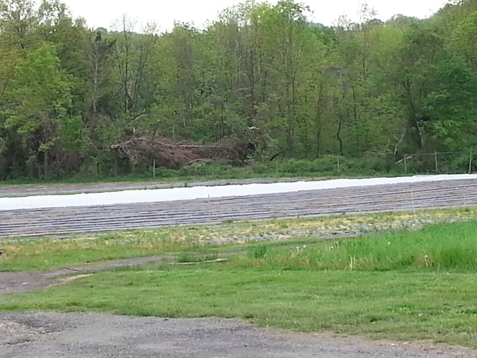 Stony Hill Farms CSA: Protecting our Crops from Frost