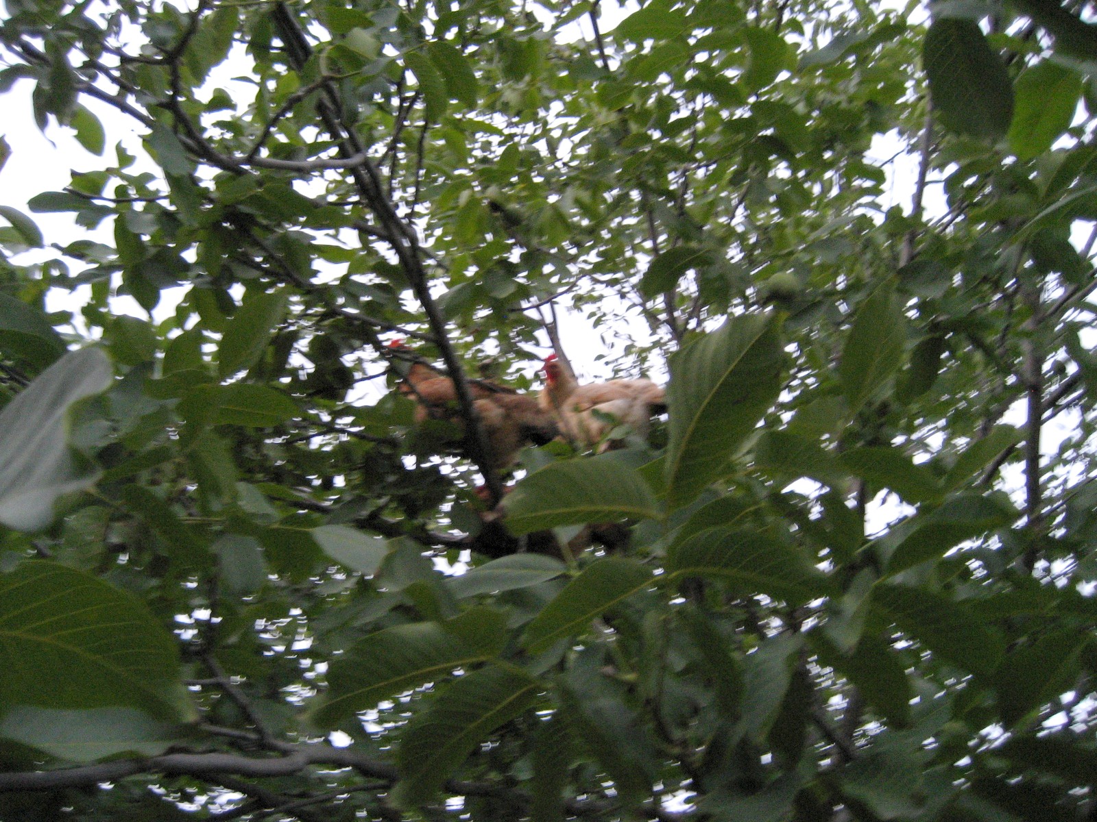 Living Rootless: Rustavi: Levan's Farm