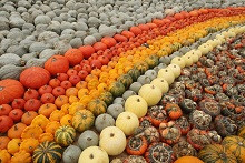 Different colours of pumpkins | Cre8tivFacts