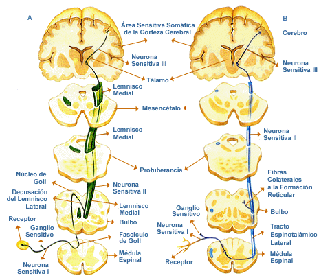 Fisiologia : Tractos de la médula espinal