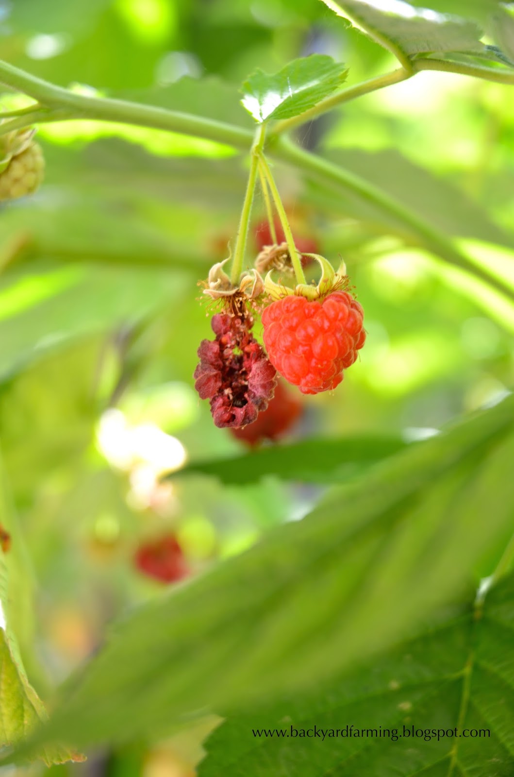 Backyard Farming: CSI: Raspberry patch