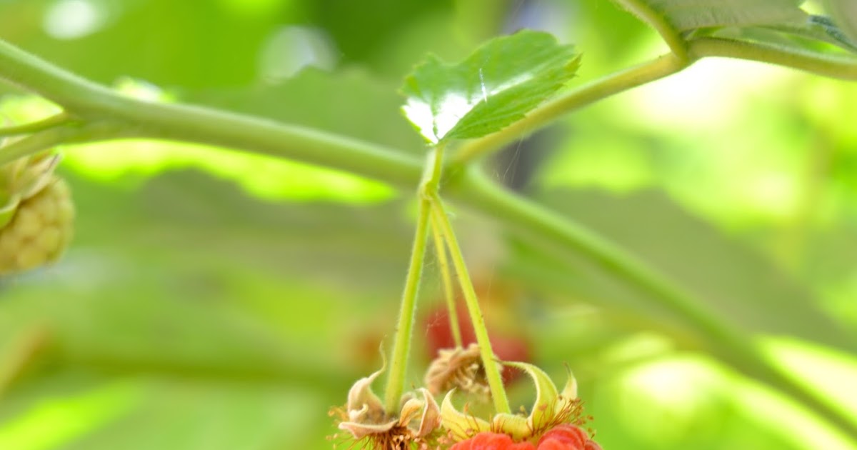Backyard Farming: CSI: Raspberry patch
