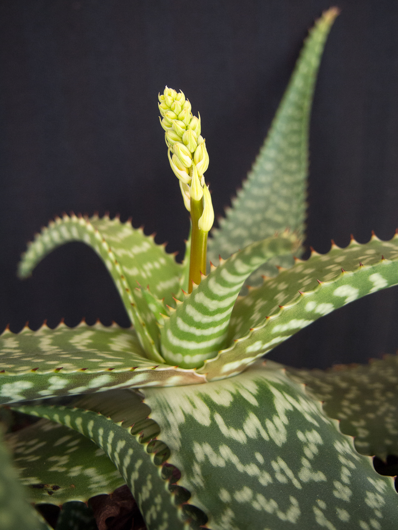 A Blooming Jade: Aloe Vera