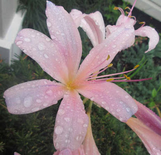 Hope for Today's Heart: Magic Lilies