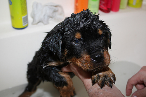 Rottweiler Grooming - The Bath ~ Rottweiler's Kingdom